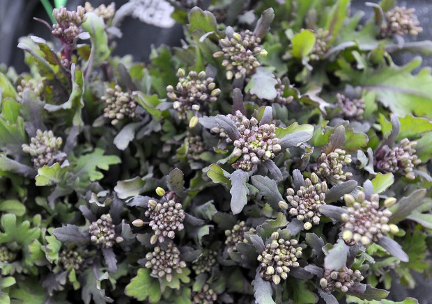 Organic farming for the future | Local | gazettetimes.com