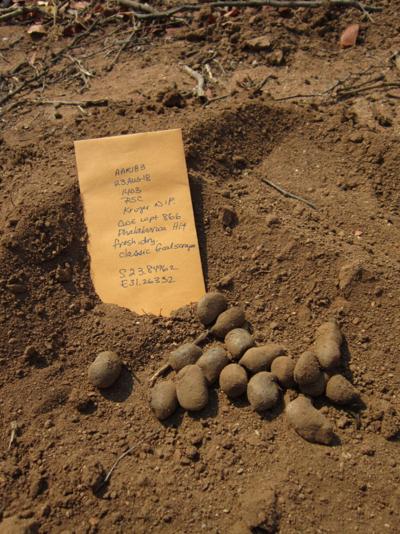 OSU scientists study aardvark poop