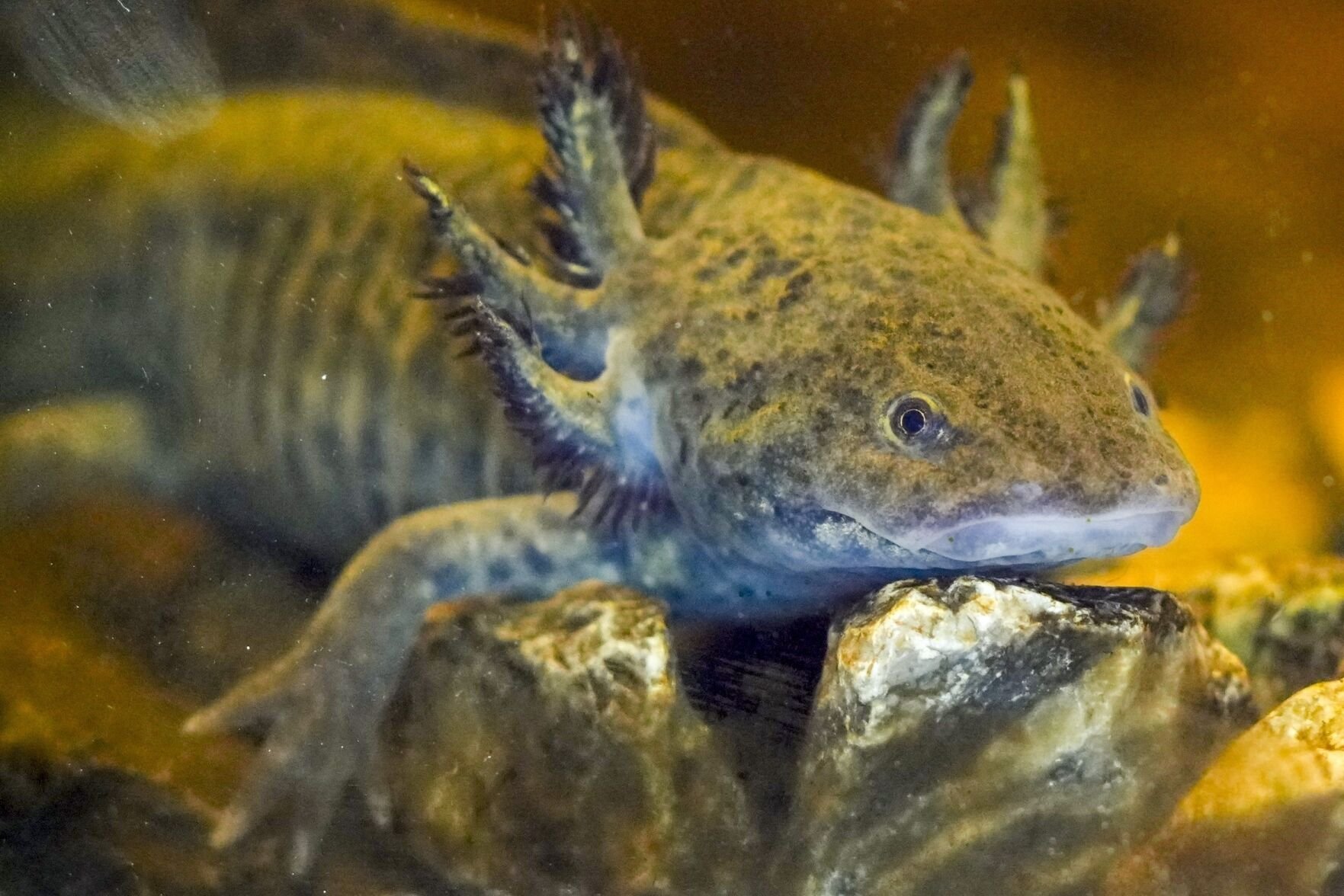 Why is axolotl Mexico's most beloved amphibian?