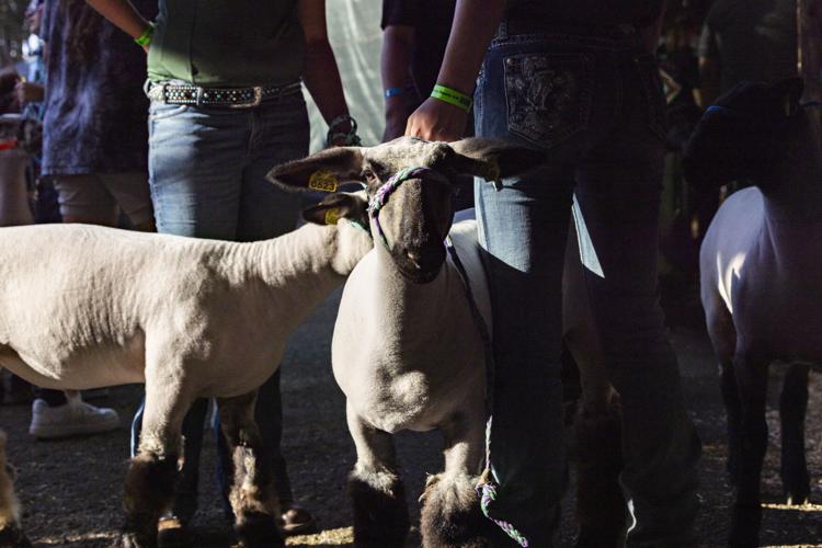 PHOTOS and schedule: The 2025 Benton County Fair and Rodeo