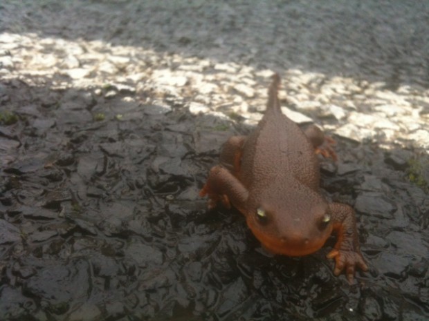 A nose for newts