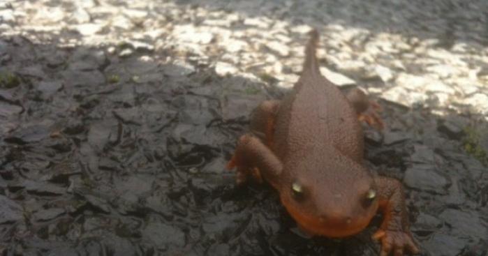 A nose for newts