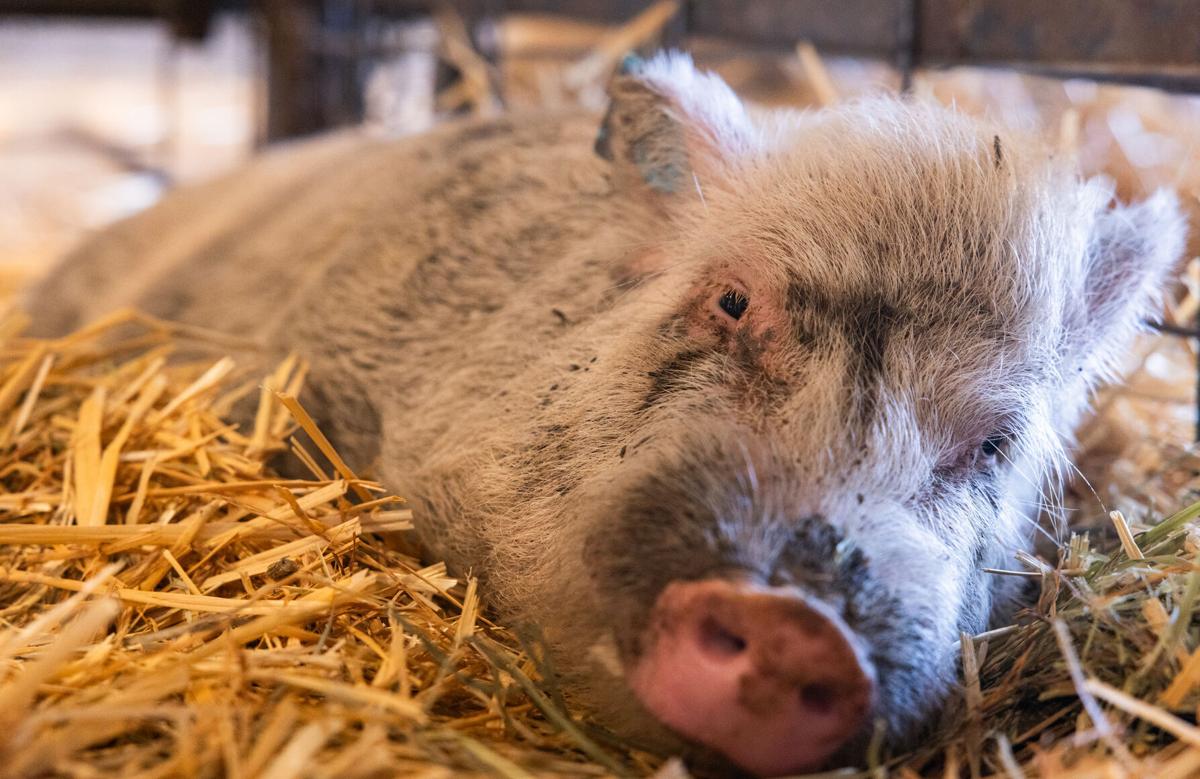 Rescued lab pigs arrive at Scio farm animal sanctuary