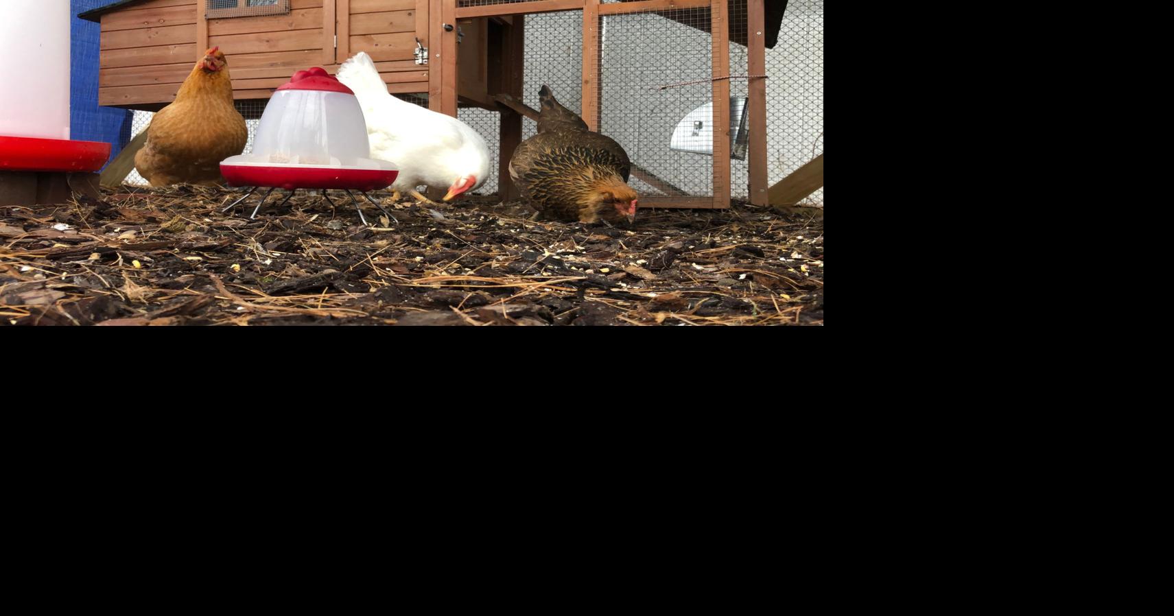 YOUR CHICKEN FRIENDS