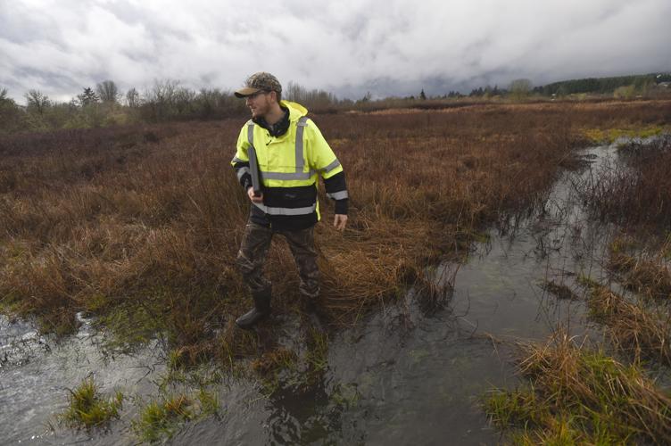 The wetter the better: Benton County aims to restore hydrology and ...