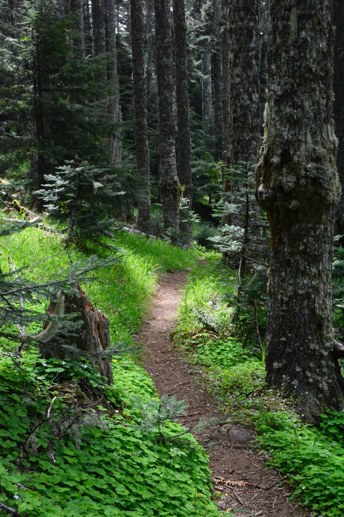 Summer Hiking Series: Meadow Edge Trail | Sports | gazettetimes.com