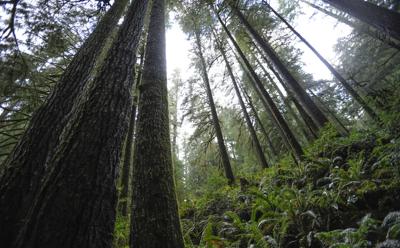 State board to look at plan for Elliott Forest