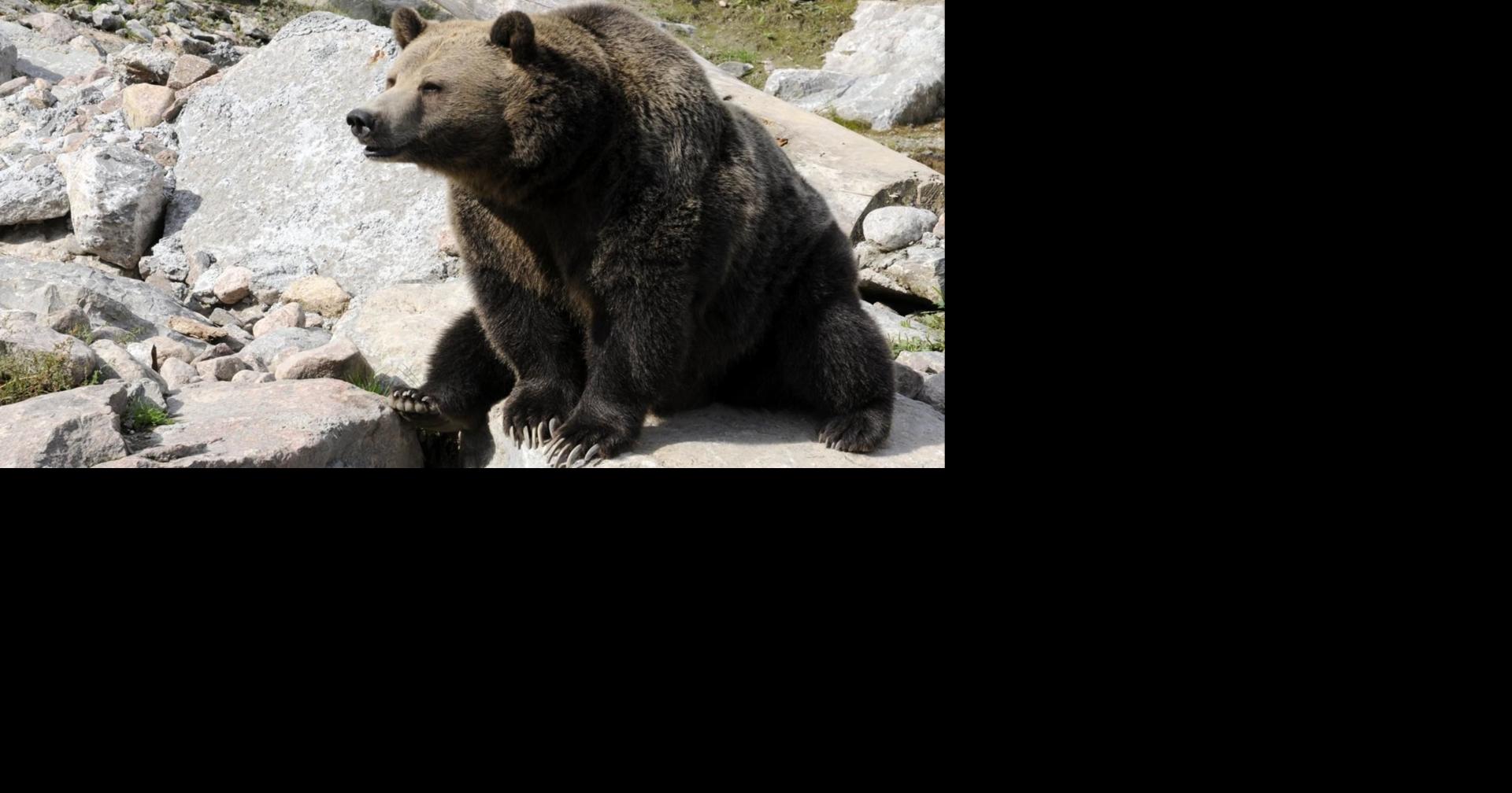 Wyoming Approves First Grizzly Bear Hunt In Over 40 Years