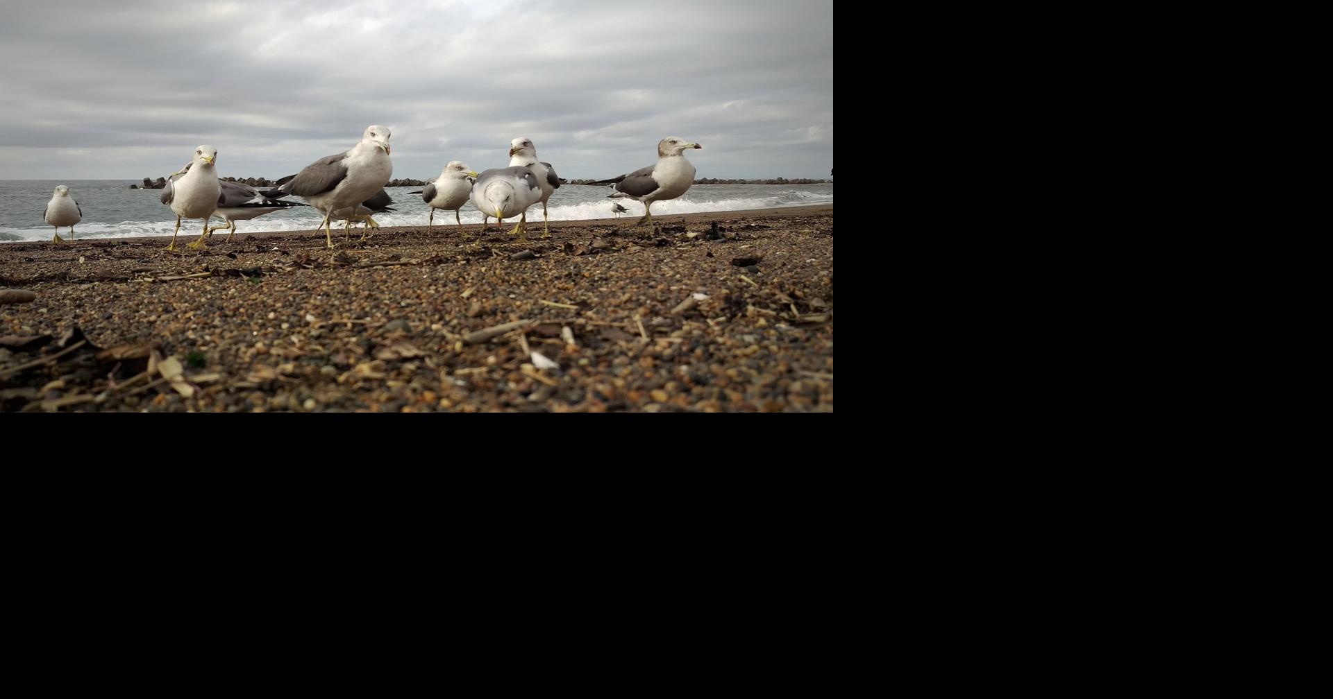Drunk seagulls are staggering and throwing up on beaches, animal ...