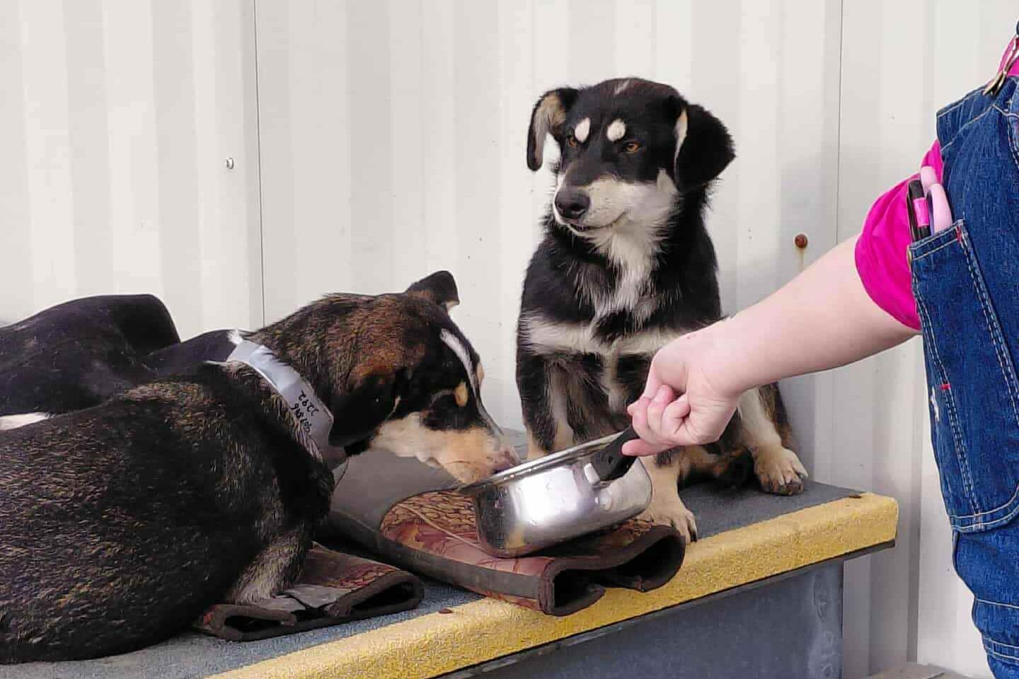 Volunteers save dogs from a flooded Alaska village