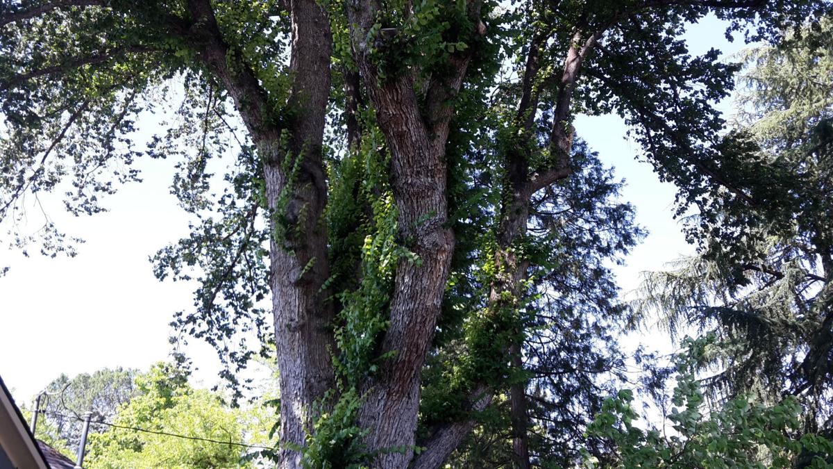 Honoring the trees of Ashland | Jim Day | gazettetimes.com