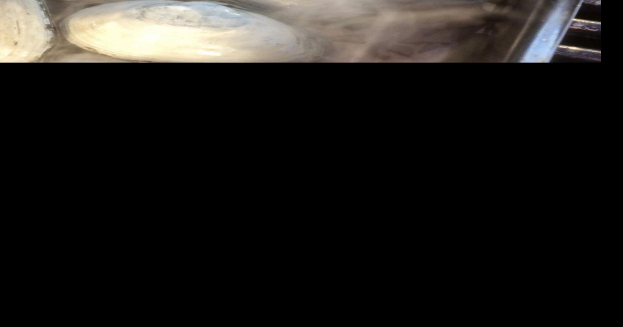 Dig into steamed clams | Food and Cooking | gazettetimes.com