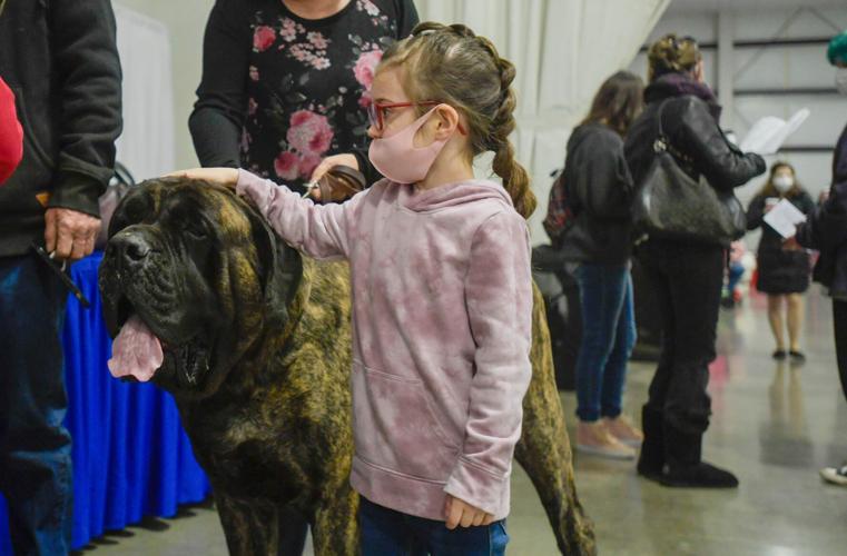 Albany dog show ends long COVID pause for some