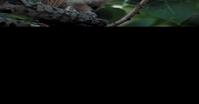 Watchable Wildlife: Barn owls