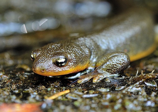 Day Tripper: Alsea Falls, a gem close to home
