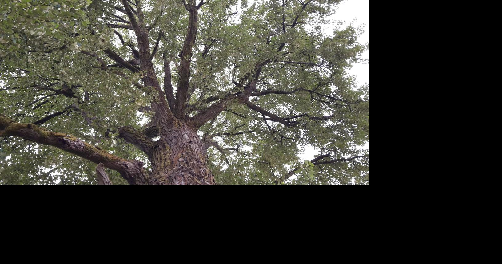 Massive black cottonwood among trees added to heritage list