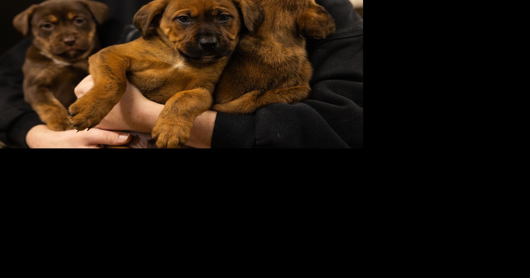 PHOTOS: A day with Heartland Humane Shelter workers