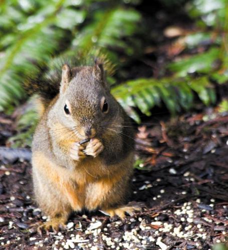 Watchable Wildlife: Douglas squirrel