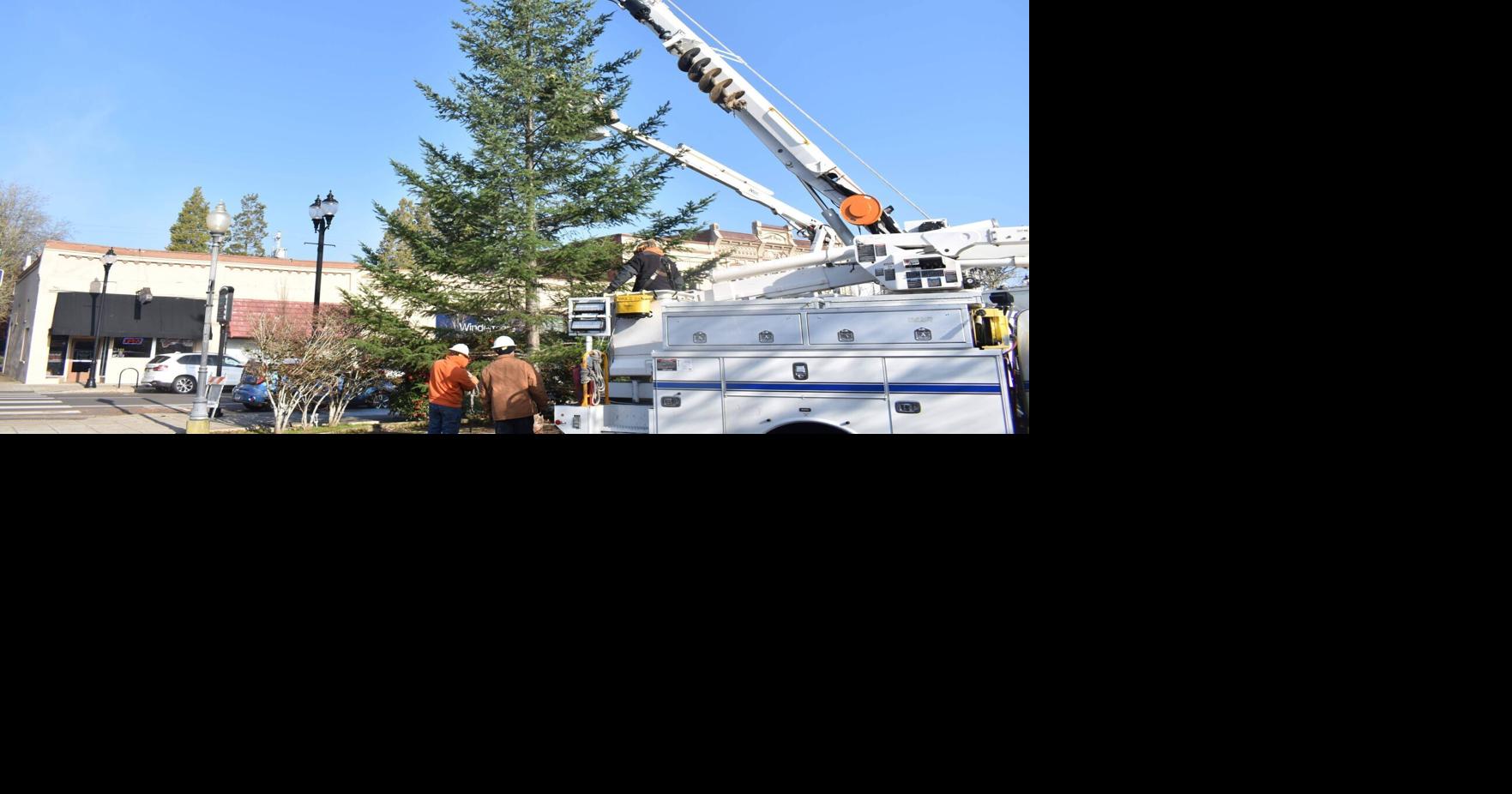 Downtown Albany gets its Christmas tree (from Lebanon)