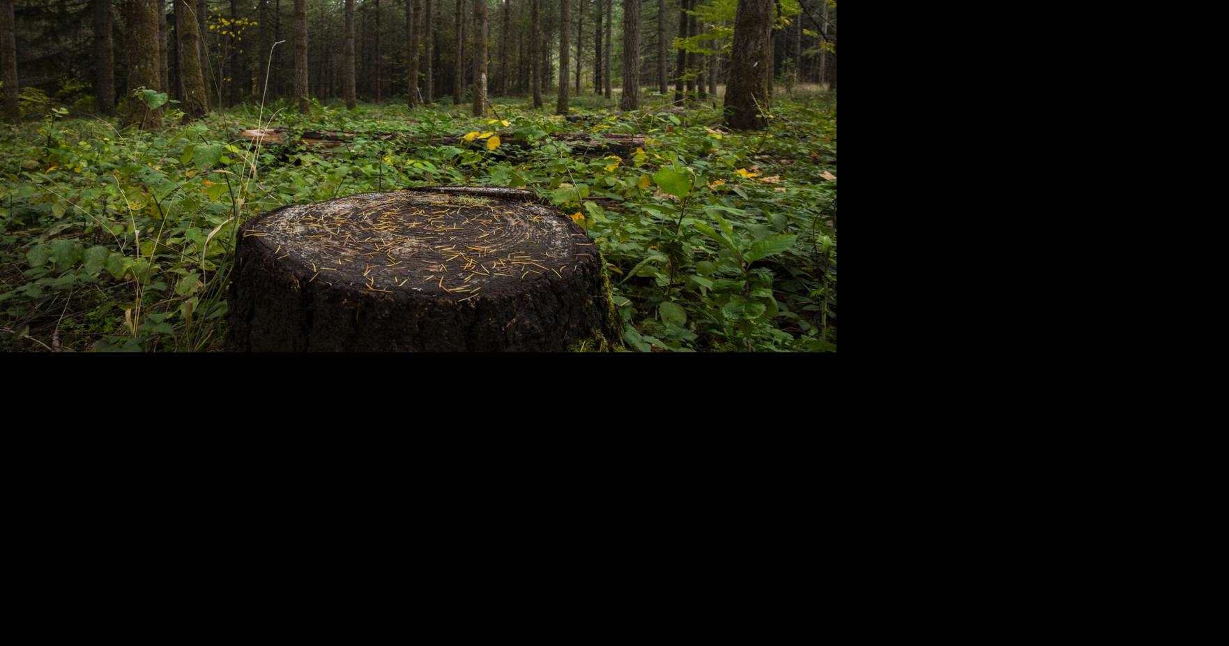 OSU uproots plans for Elliott State Research Forest