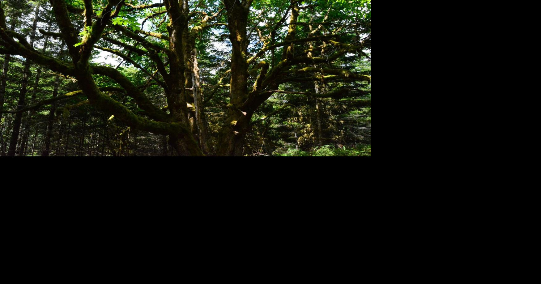 Summer Hiking Series: Beazell's Bird Loop Trail