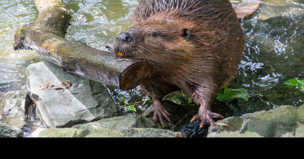 Beavers discovered in Oregon saltwater for first time