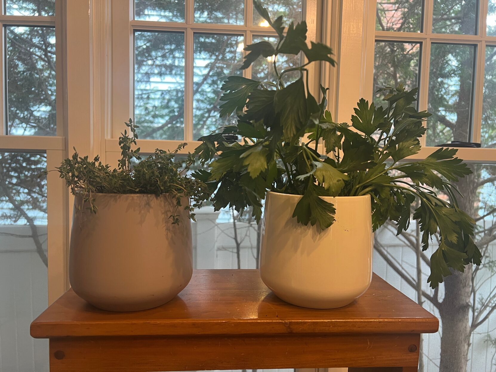 How to grow herbs inside in winter