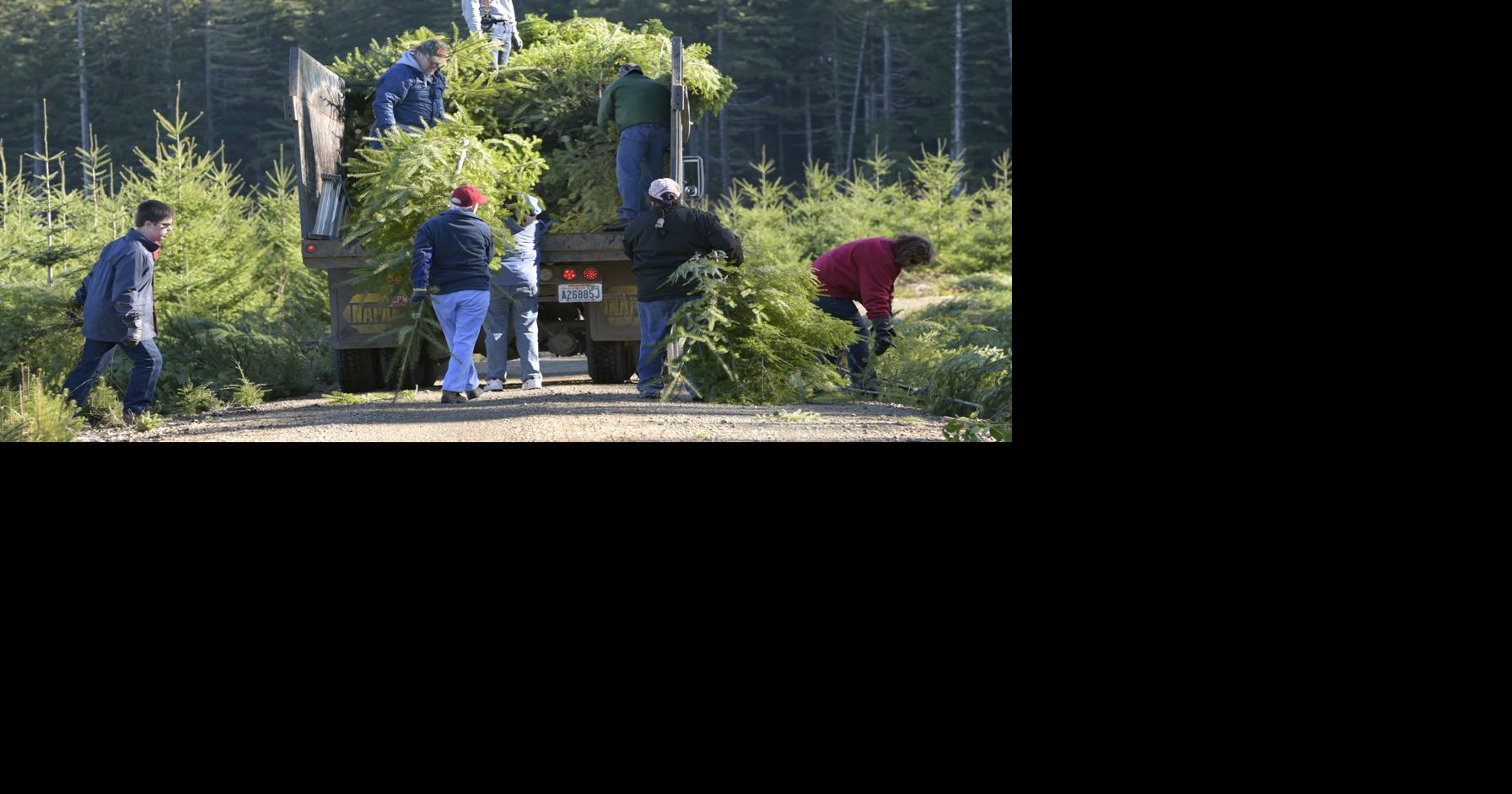 Gathering trees for a winter wonderland