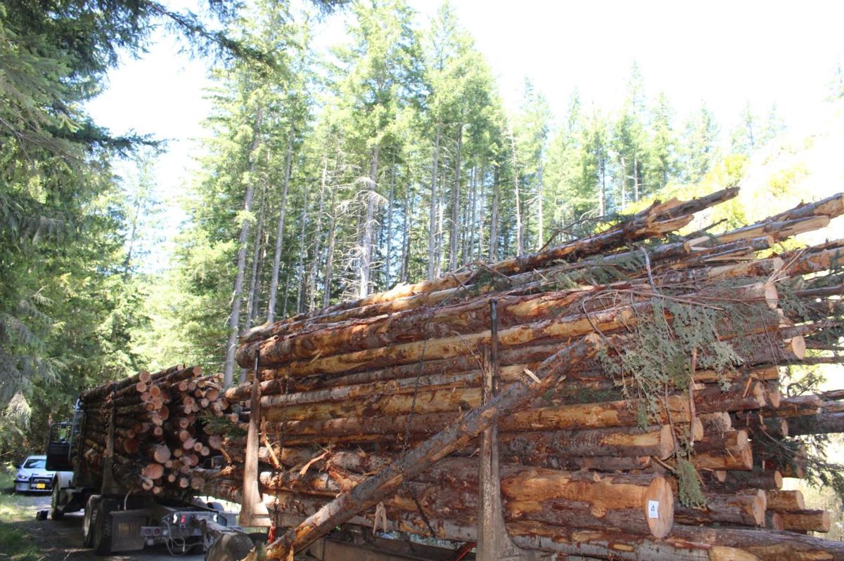 Linn County investigates logging death