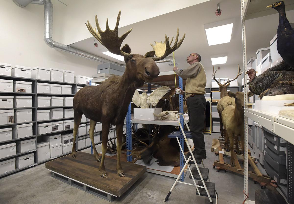 Moose on the loose | Local | gazettetimes.com