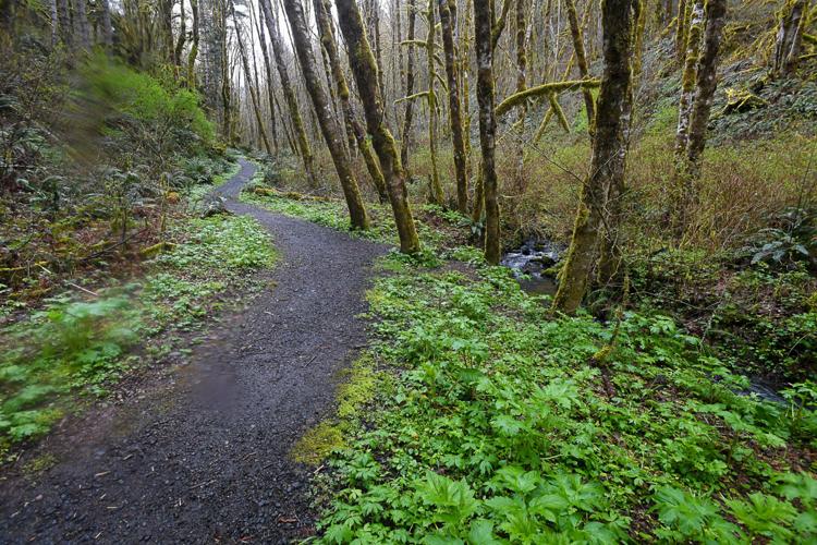 Beazell Memorial Forest remains open and provides outlet during pandemic