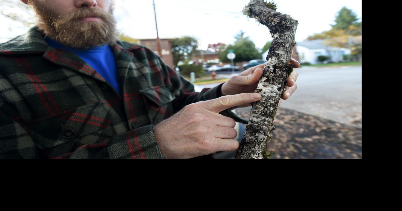 Birch blight, other maladies challenge tree inventory