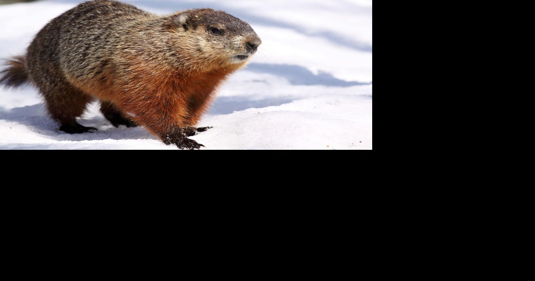 Georgia’s Beauregard Lee makes Groundhog Day call | News | georgiapress.com