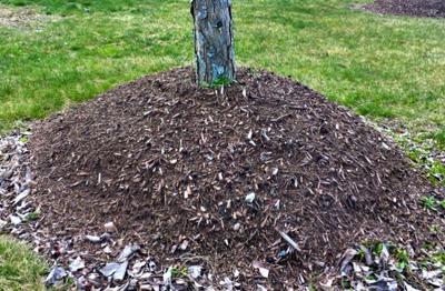 Proper mulching around trees | Home Style | gettysburgtimes.com