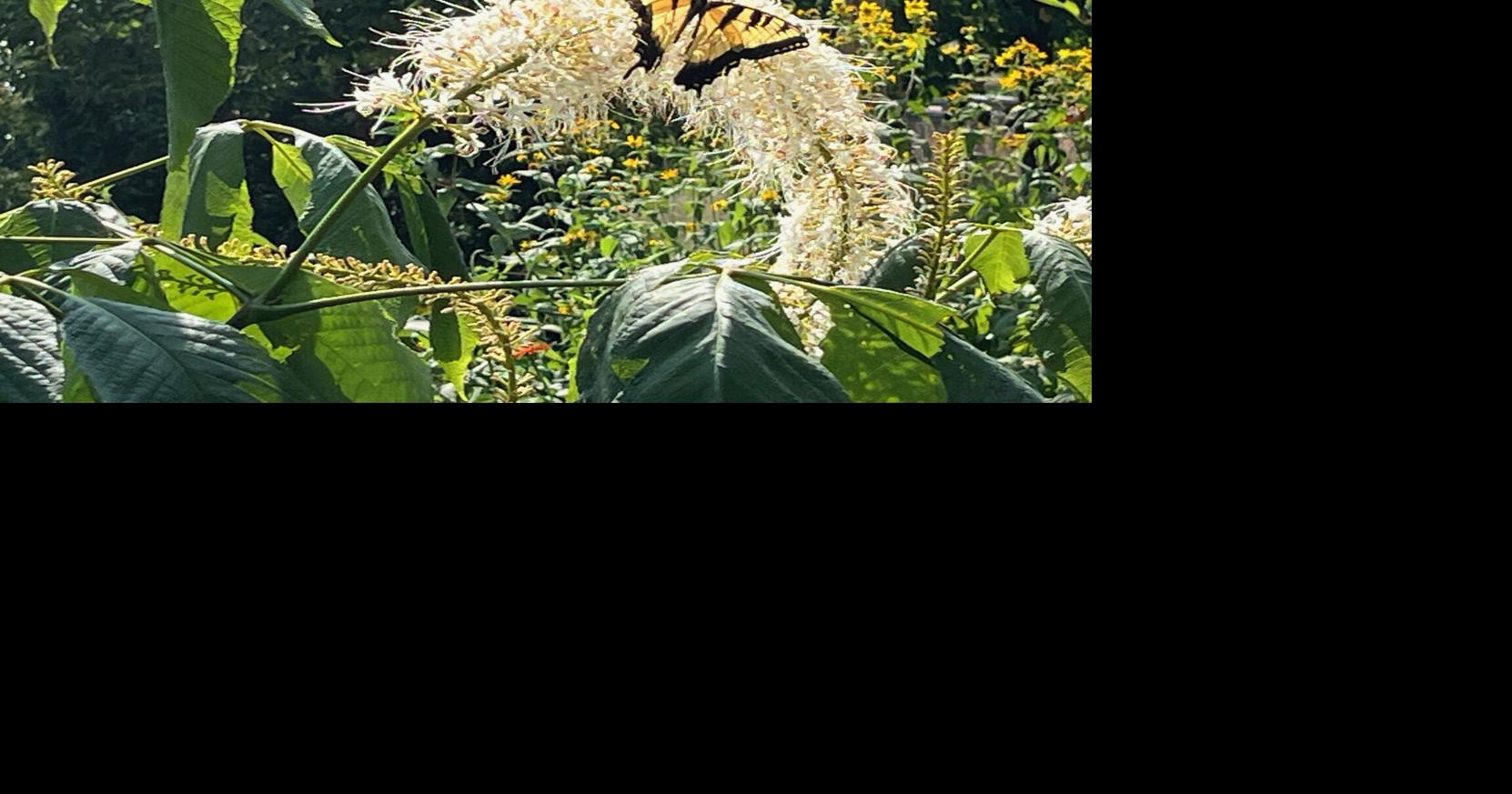 Bottlebrush Buckeye: An Impressive Native Shrub | Home Style ...