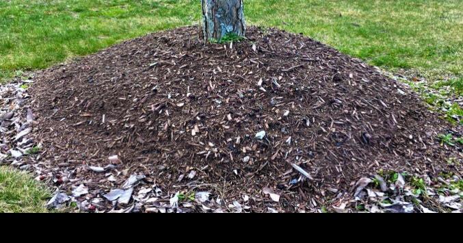 Just say no to mulch volcanoes | Home Style | gettysburgtimes.com