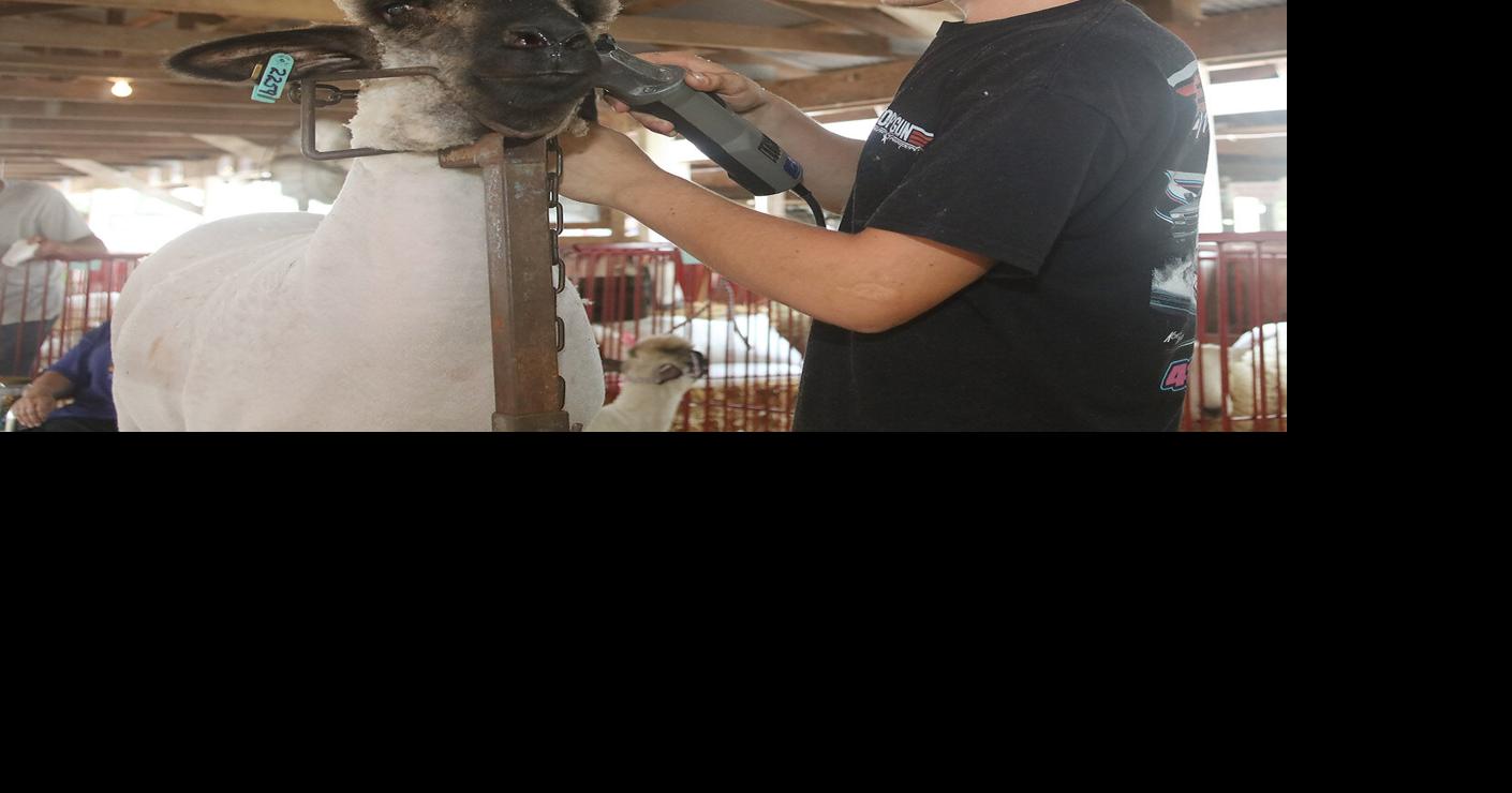 Grooming a sheep at fair | Local News | gettysburgtimes.com