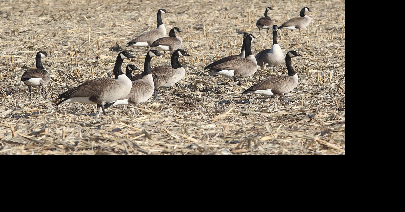 Geese hanging out near Gettysburg College | Local News ...