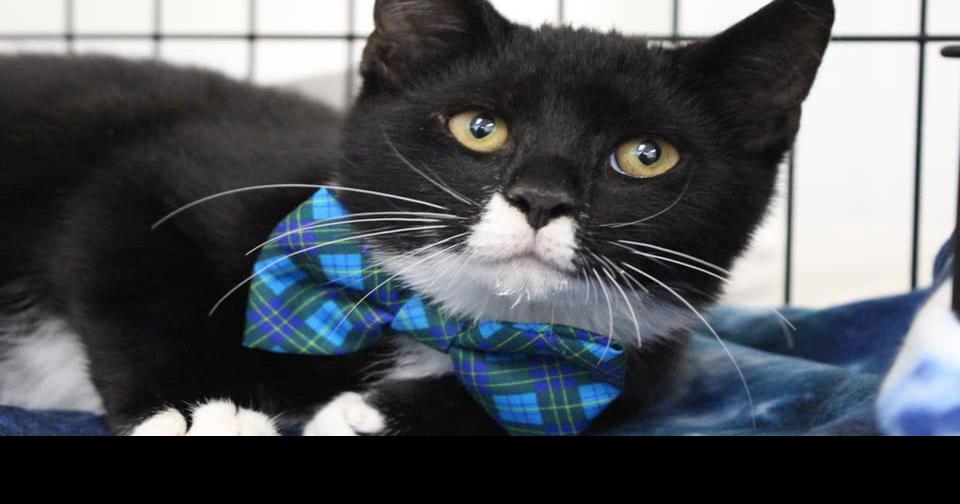 Creature Feature | Pennsylvania News | gettysburgtimes.com