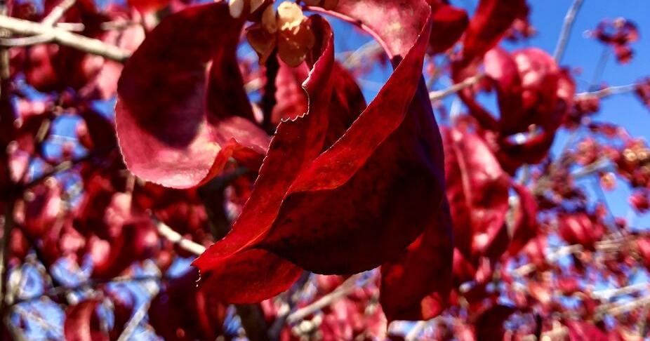 Wahoo Euonymus | | gettysburgtimes.com