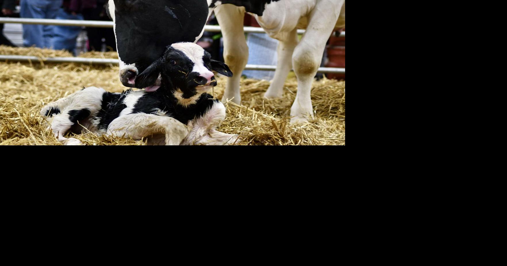 Dairy attractions at farm show | Community News | gettysburgtimes.com