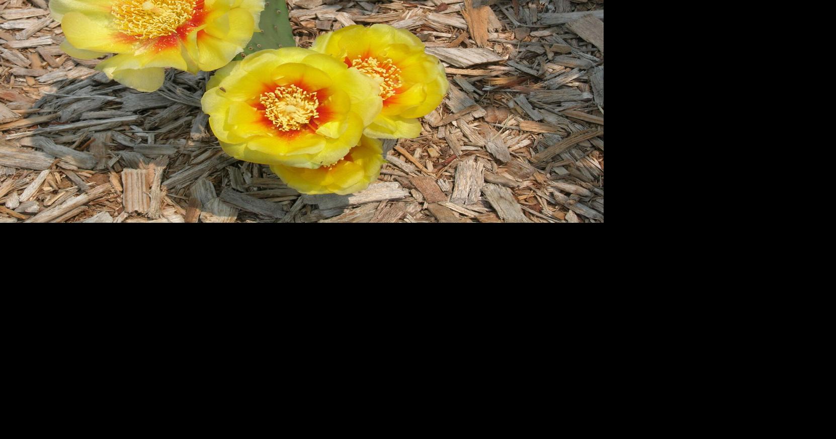 Cacti in Pennsylvania? | Home Style | gettysburgtimes.com