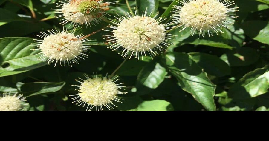 Buttonbush: A great native shrub | Home Style | gettysburgtimes.com