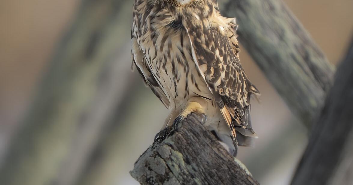 Give a hoot | Community News | gettysburgtimes.com