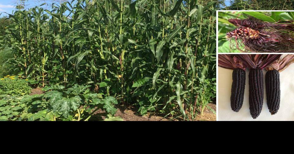 Corn | Home Style | gettysburgtimes.com