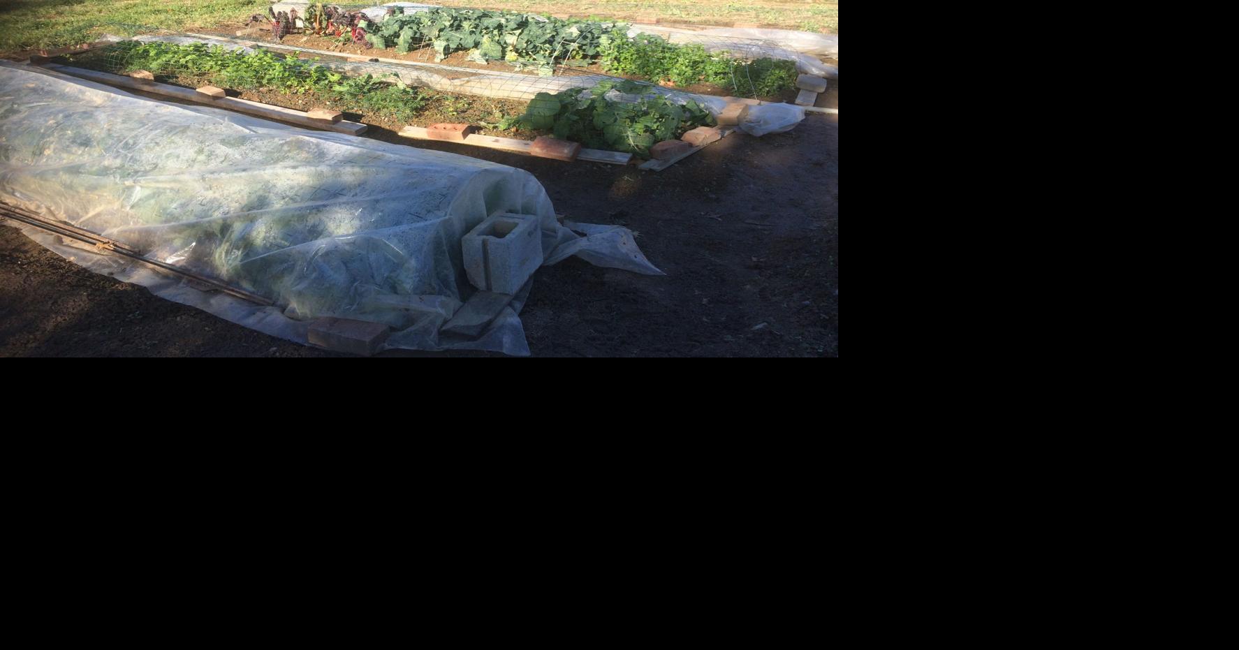Outsmarting Jack Frost | Home Style | gettysburgtimes.com