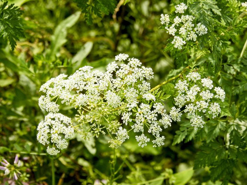 Hemlock: The deadly decorative | Local News | gettysburgtimes.com