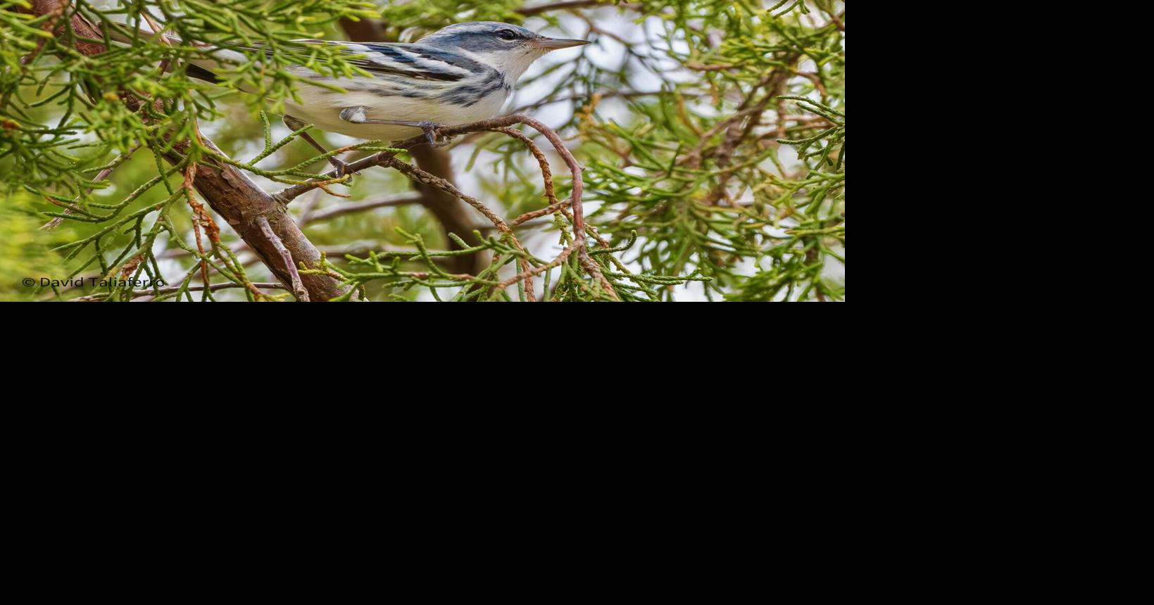 Learn about the Cerulean Warbler | Community News | gettysburgtimes.com