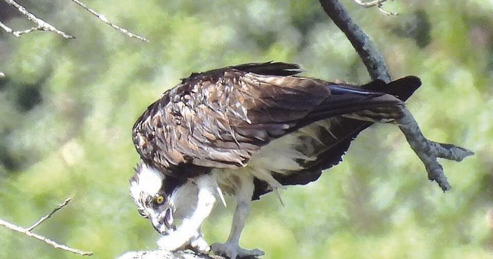 Osprey chicks starving in the Bay due to shortage of menhaden | Sports ...