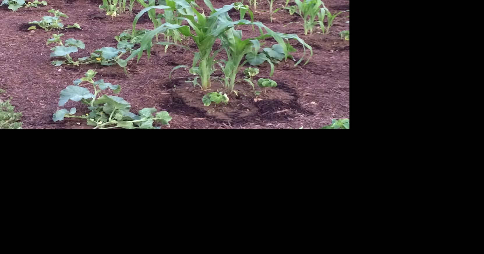 Can AI be used to help design a garden? | Home Style | gettysburgtimes.com